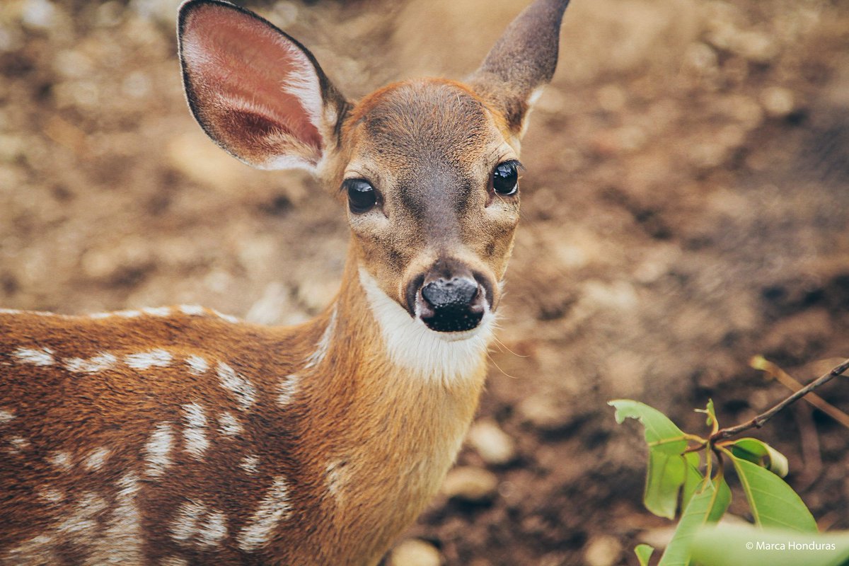Venado Cola Blanca, símbolo patrio