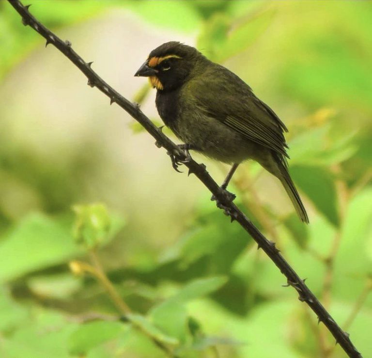 Güinope El Paraíso, todo en uno