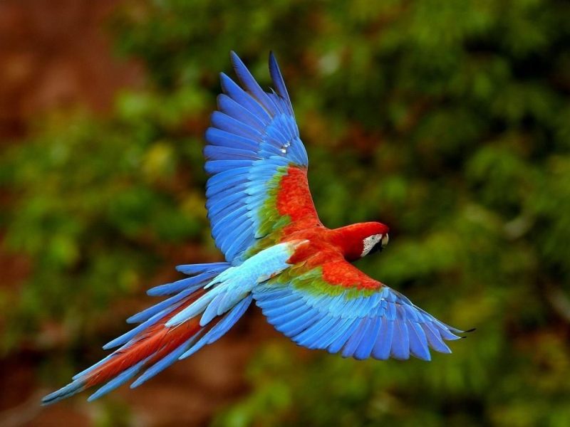 Lanzan campaña de protección de la Guacamaya roja en Honduras