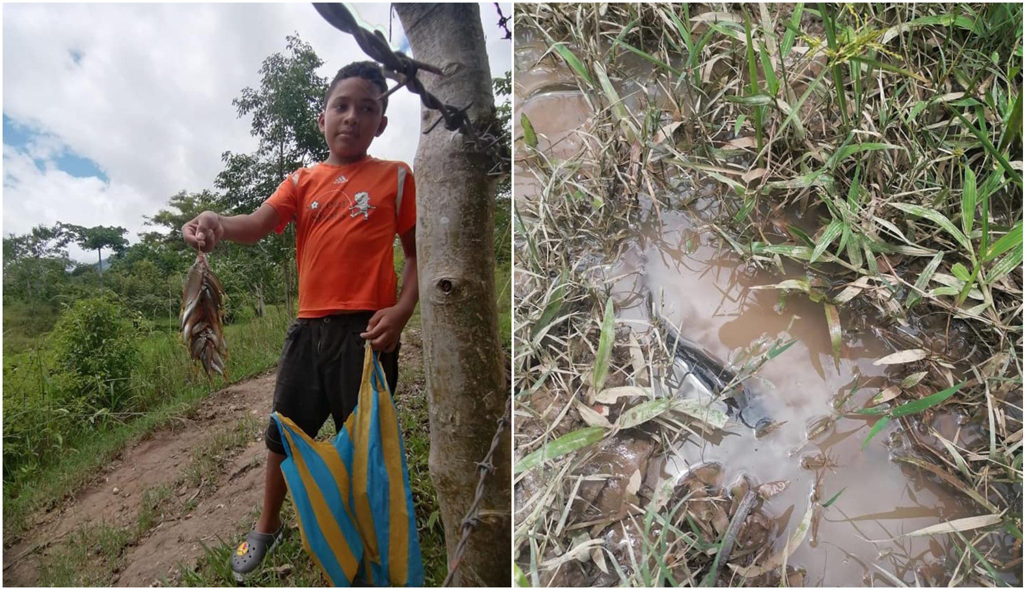 Hondureños reportaron la lluvia de peces en Yoro este lunes