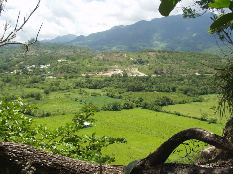 Crean corredor biológico en Honduras para proteger especies