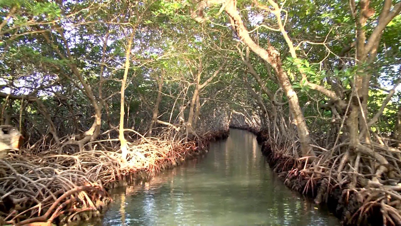 Día internacional del Manglar