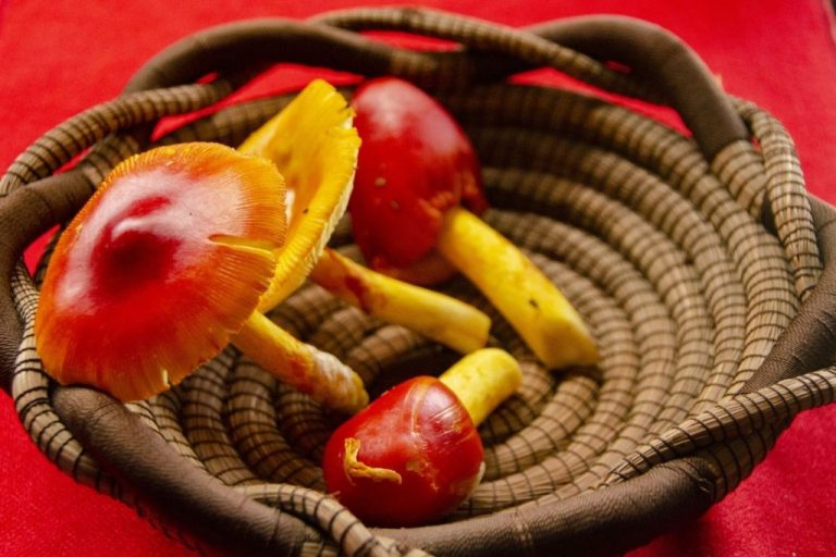 "Choro" el famoso hongo de Intibucá