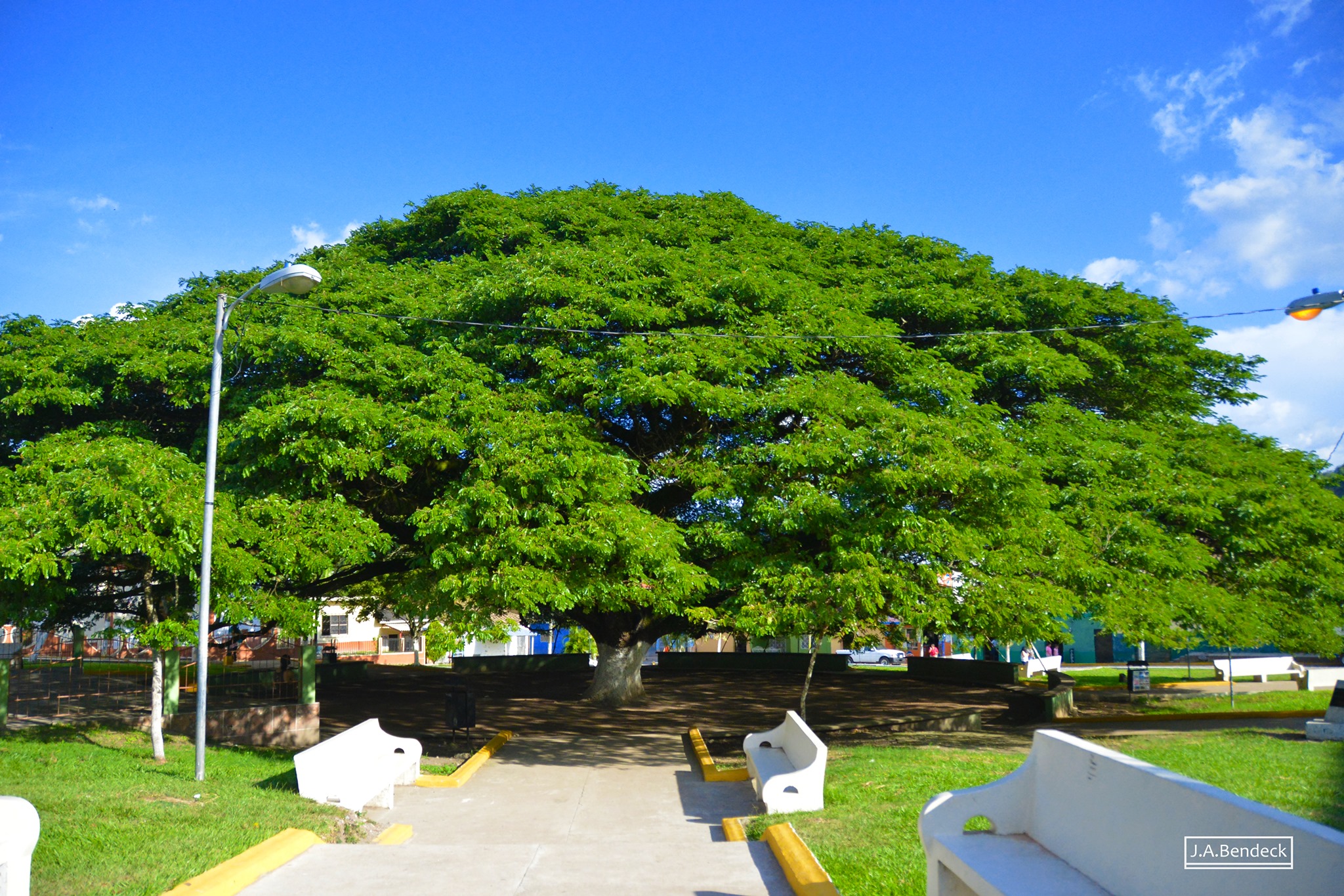 Árbol de Anacahuite, una joya de San Nicolás