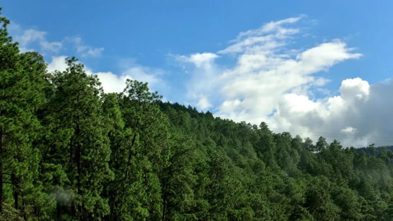 El Pino, árbol nacional de Honduras, símbolo patrio
