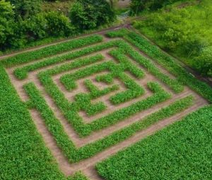 Nueva atracción "Laberinto de Maíz" en Honduras