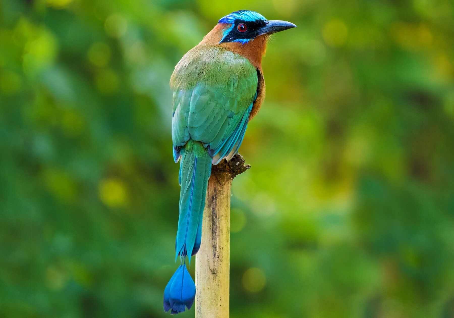 El Motmot, una hermosa ave que predomina en Honduras