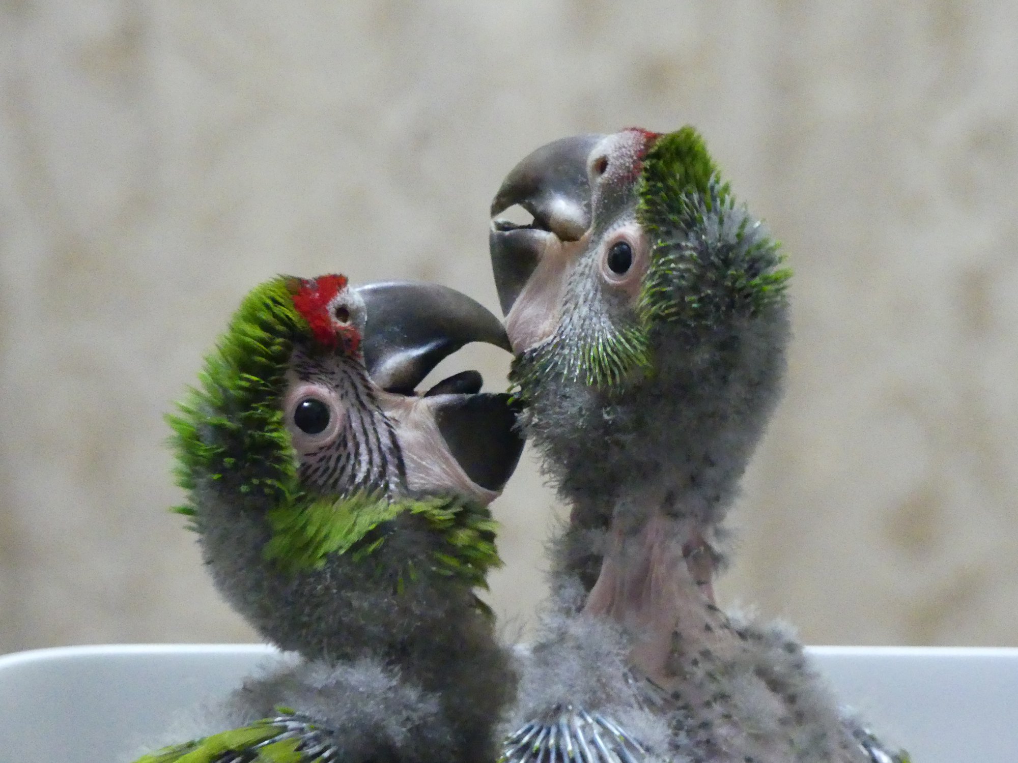 Conoce a los primeros polluelos de guacamaya verde nacidos bajo ...