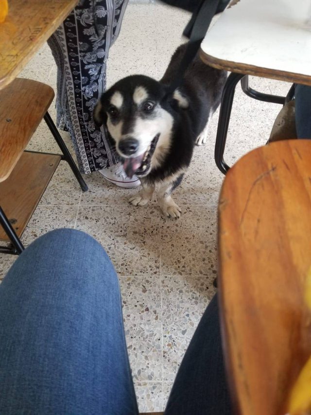 "Chaparro" el perrito que se ha ganado el cariño de la UNAH