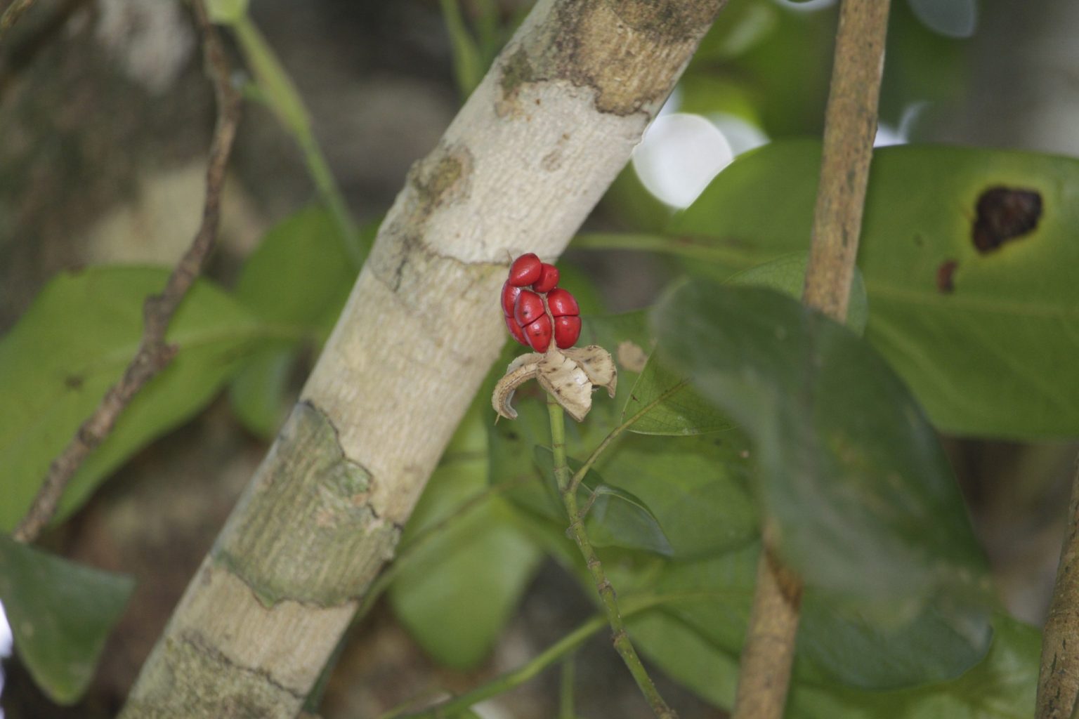 Descubren una nueva especie de magnolia en el Parque Nacional Pico Bonito