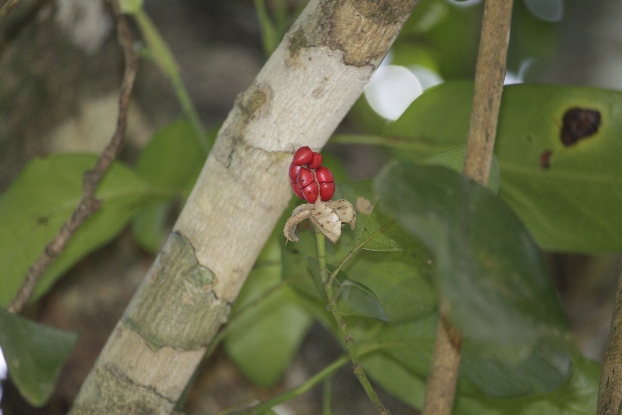 Descubren una nueva especie de magnolia en el Parque Nacional Pico Bonito