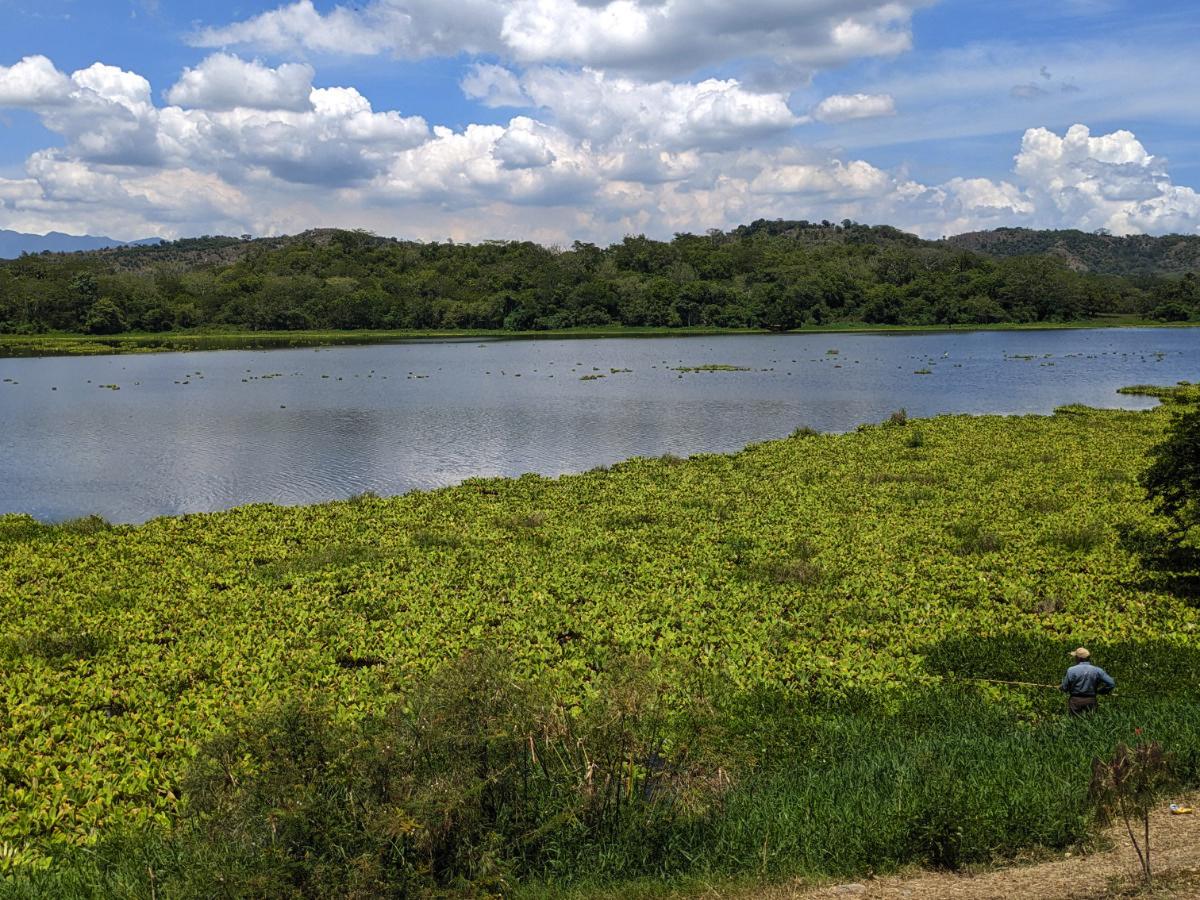 Laguna de Jucutuma, Sitio de Importancia para la Vida Silvestre (SIPVS ...